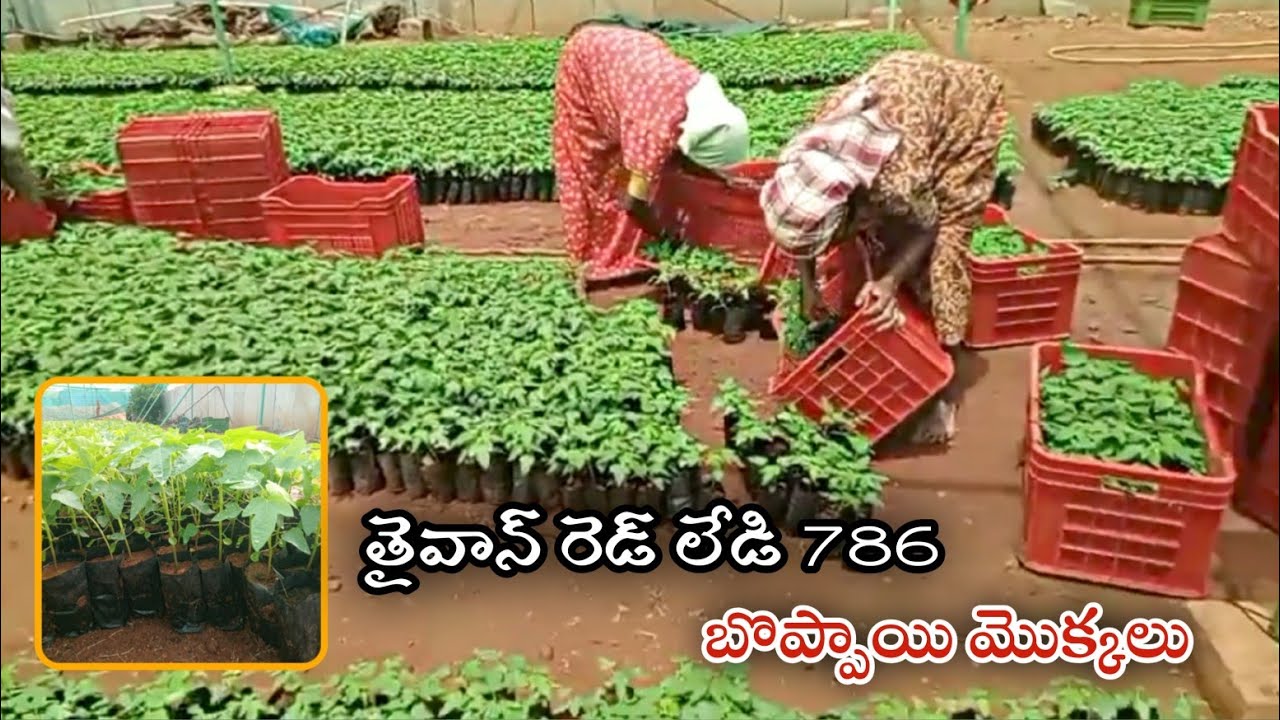 9666361623 నాణ్యమైన తైవాన్ రెడ్ లేడి 786 బొప్పాయి మొక్కలు అందుబాటులో ...