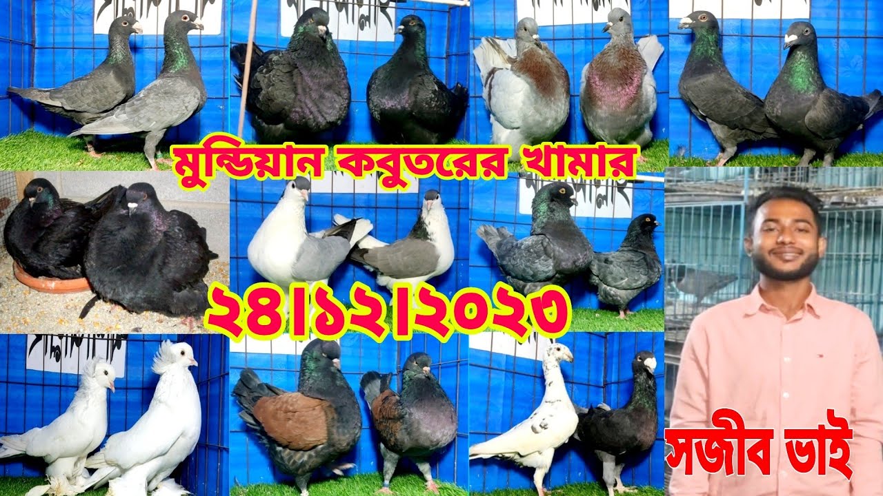 মুন্ডিয়ান কবুতরের দাম জানুন || লাহোরি কবুতরের দাম জানুন || ফেন্সি ...