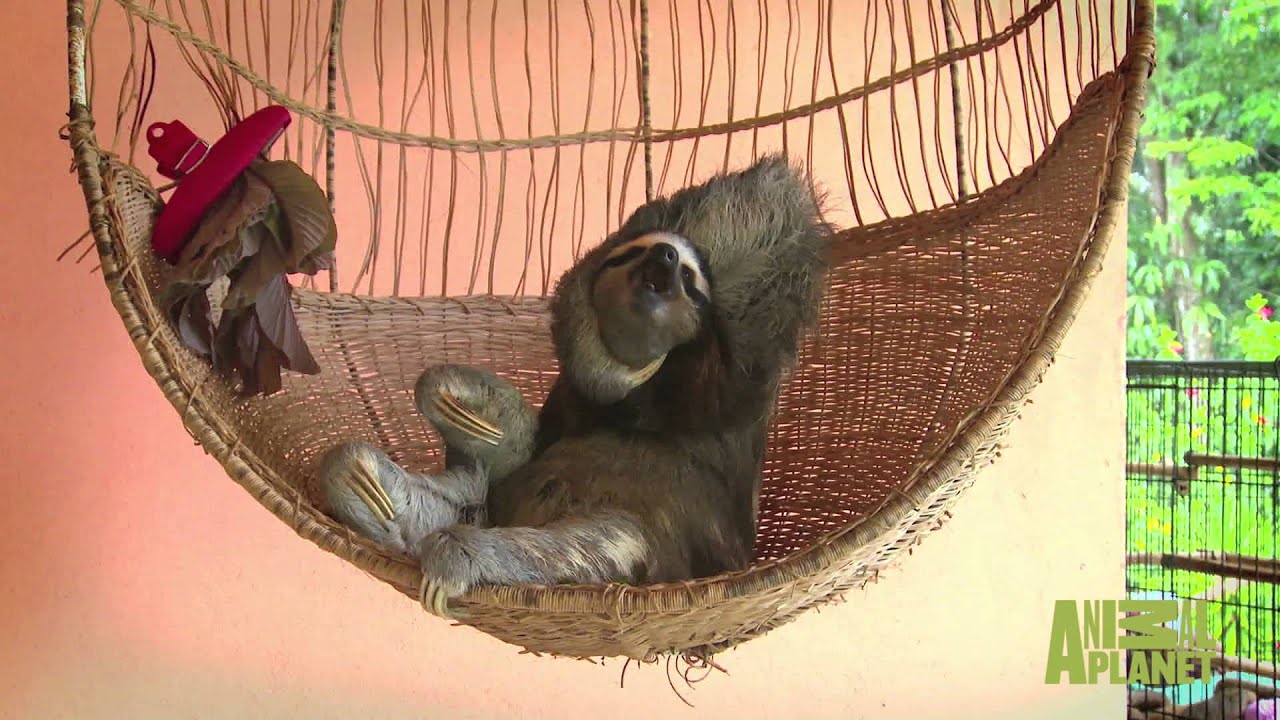 Buttercup gives out a mating call from her basket on 'Meet The Sloths ...