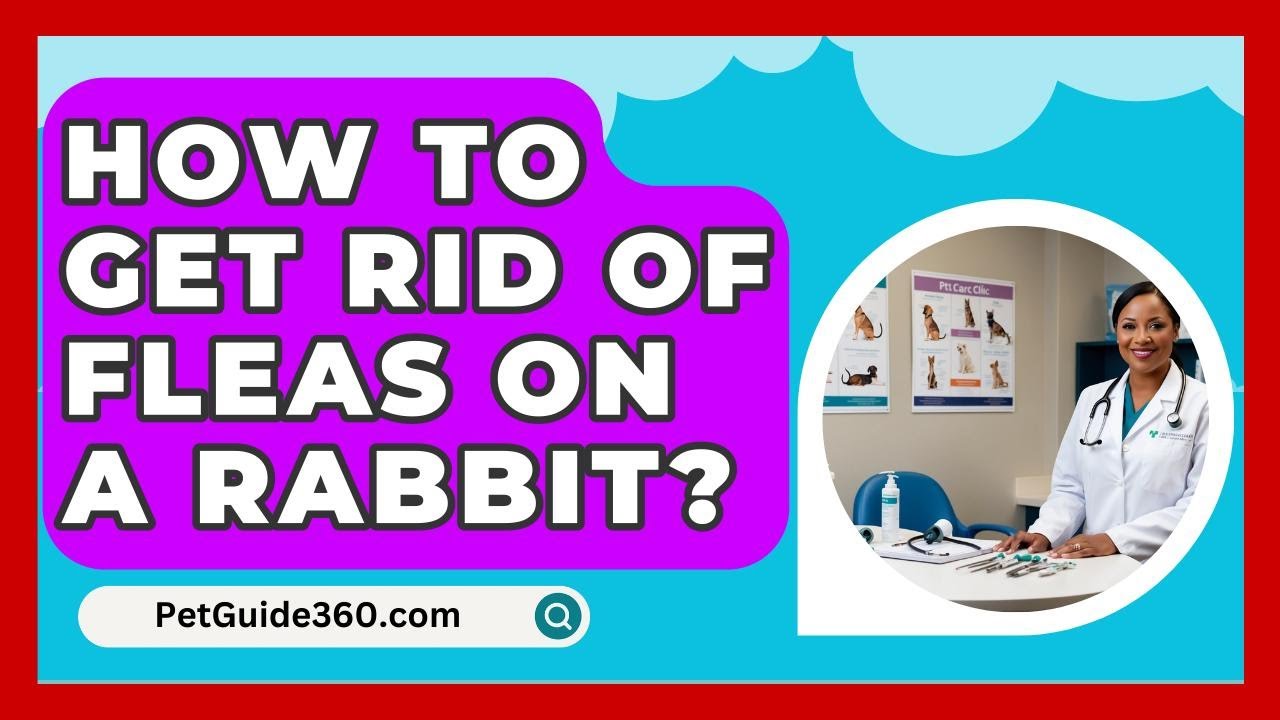 How To Get Rid Of Fleas On A Rabbit? - PetGuide360.com - YouTube