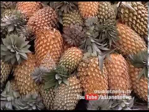 Pineapple farming in Vazhakulam Muvattupuzha | Money Time 12 Aug 2017 ...