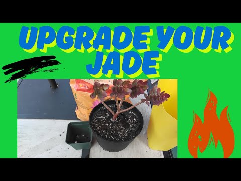 5 easy steps to upgrade your jade plant! part 1