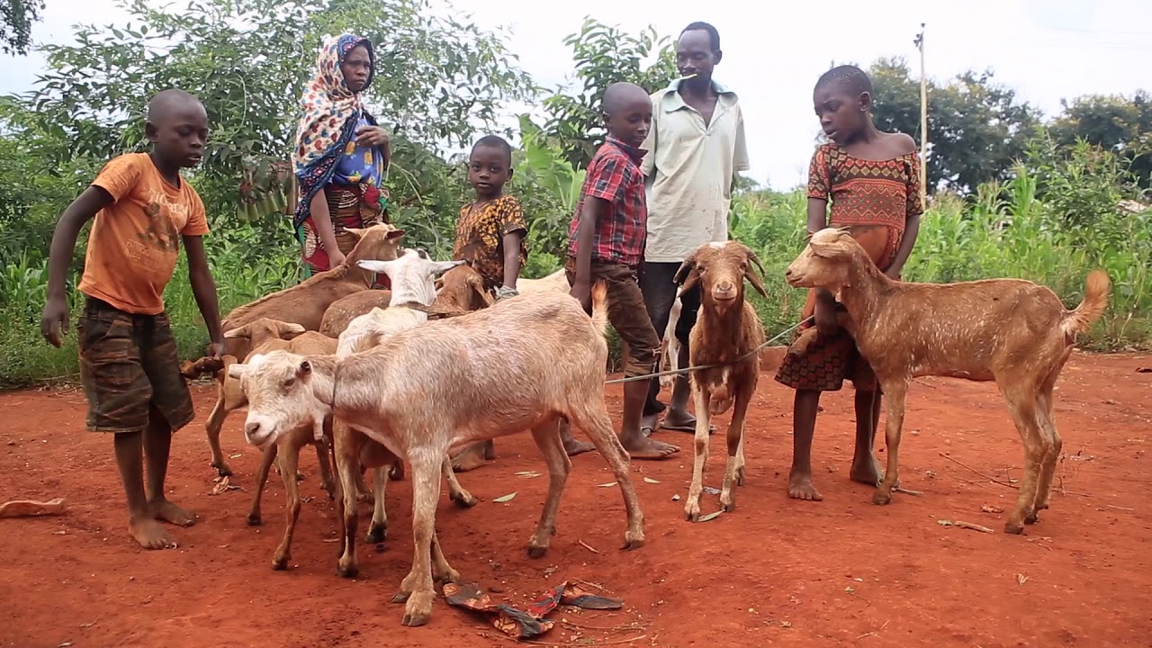Islamic Help Africa Livelihood Project...GOATS DISTRIBUTION - YouTube