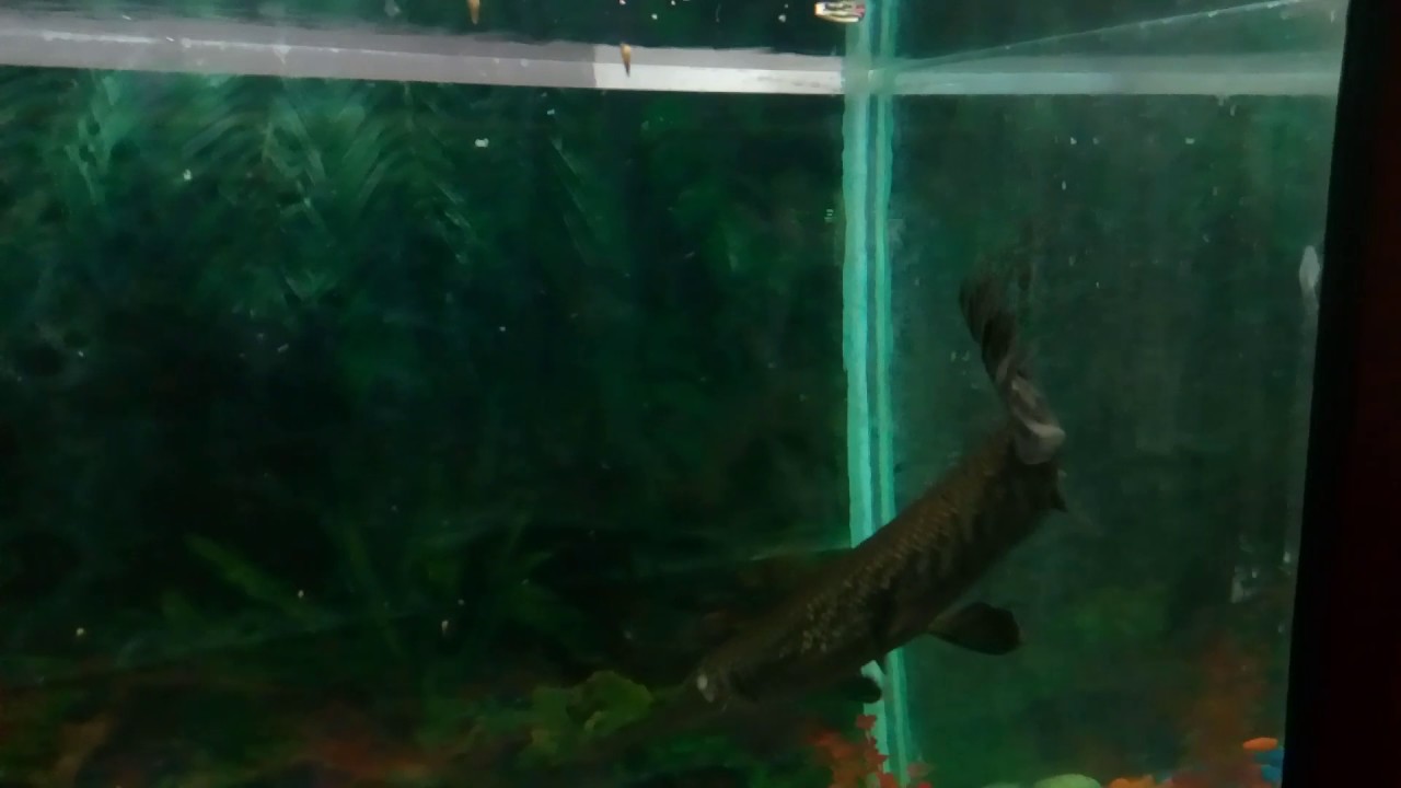 Zoo Lucknow fish home - YouTube