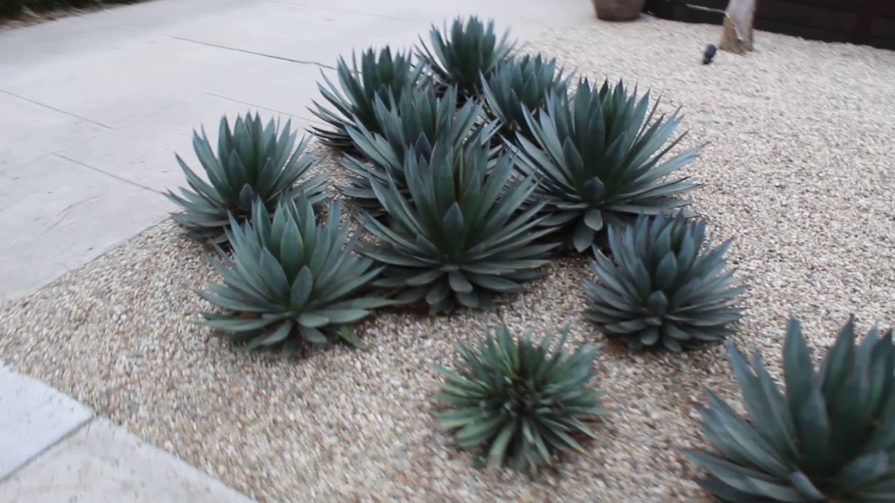 Del Rio River Pebbles and Blue Plant Landscape - YouTube