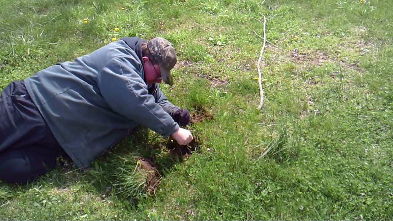 How to plant bare root stock trees and shrubs - YouTube