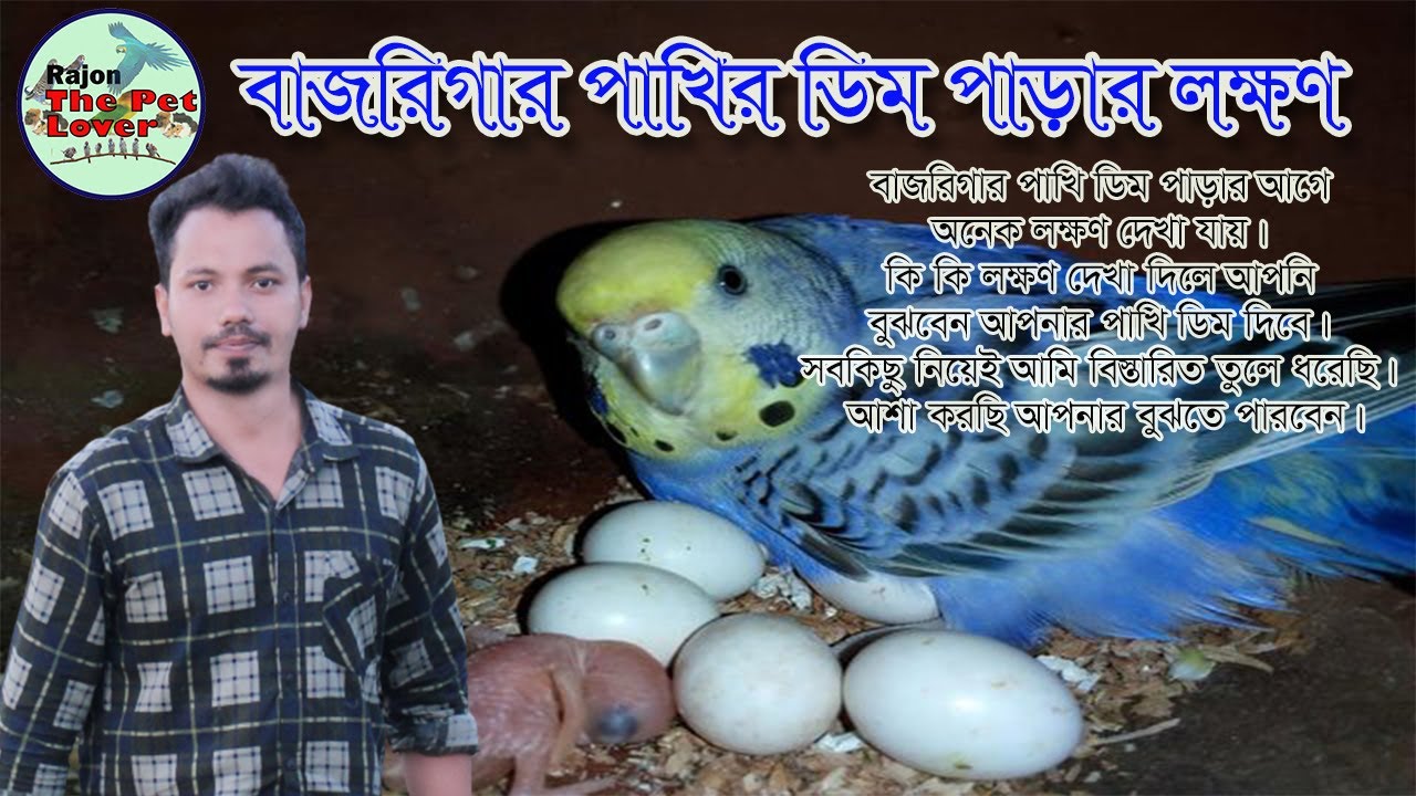 বাজরিগার পাখির ডিম পাড়ার লক্ষণ ।। Bajrigar pakhir dim parar lokkhon ...