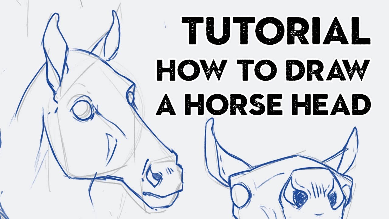 TUTORIAL - How to draw a (semi realistic) horse head - YouTube