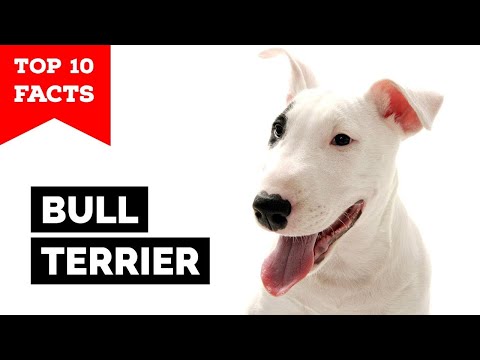 Bullterrier – Top 10 Fakten