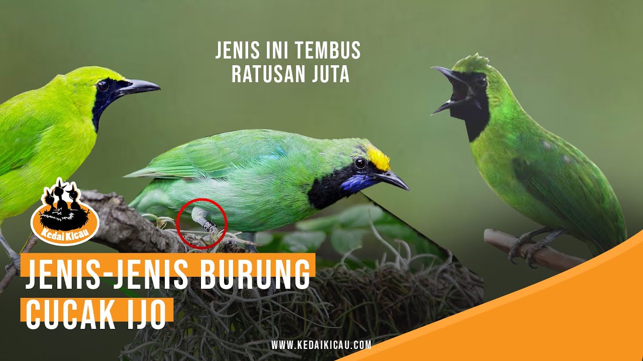 Cucak Ijo Yang Kamu Harus Tahu - YouTube