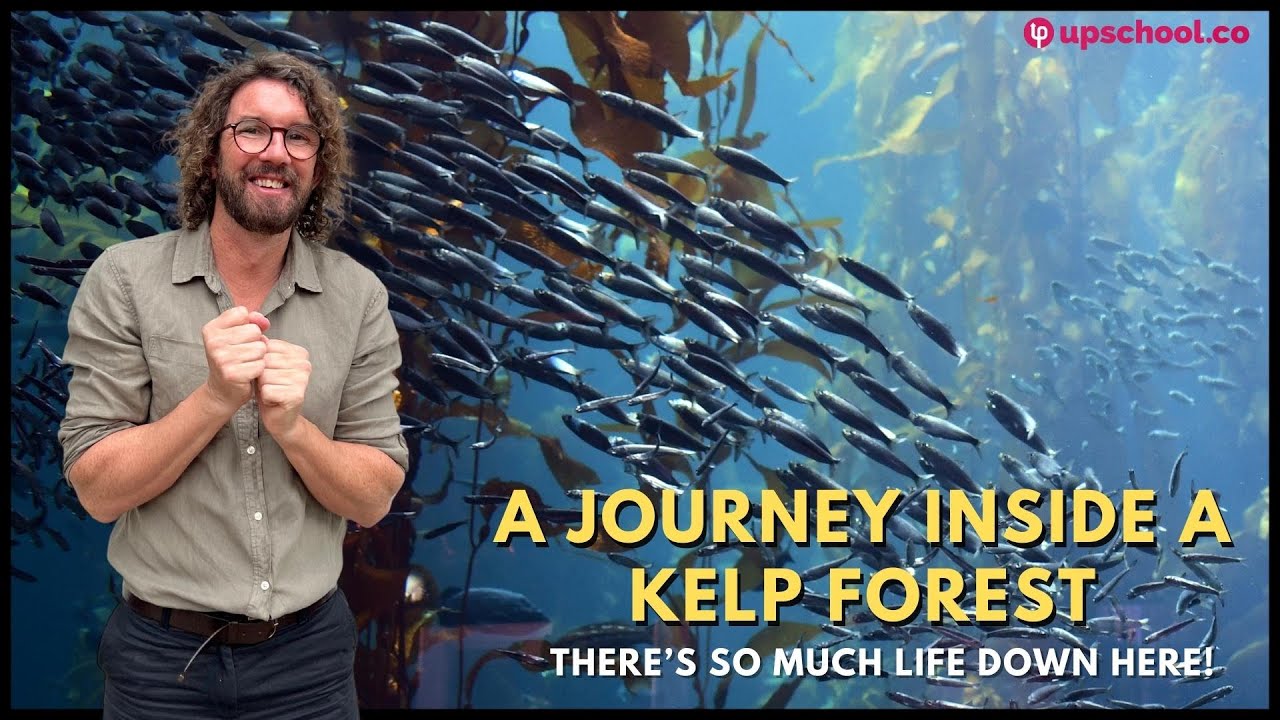 A Journey Inside a Kelp Forest - YouTube