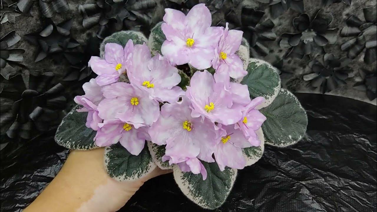 Фиалка Rivermist Beguiling - YouTube