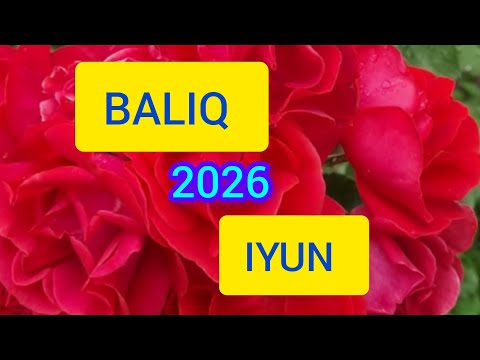 BALIQ BÜRCÜ ♓ IYUN ❤️ TARO-PROQNOZ 🌹 2026 