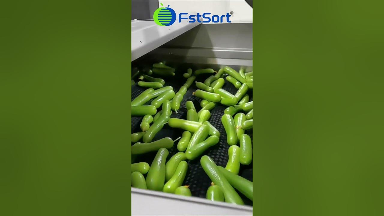 cucumber processing plant,cucumber sorting machine,cucumber packaging grading line - YouTube