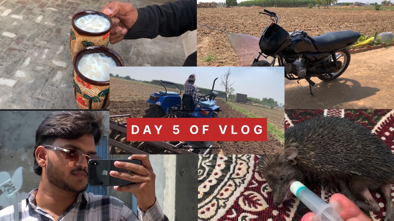 Ajj Gya Apa Khet M | Day 5 Of Vlogging| - YouTube