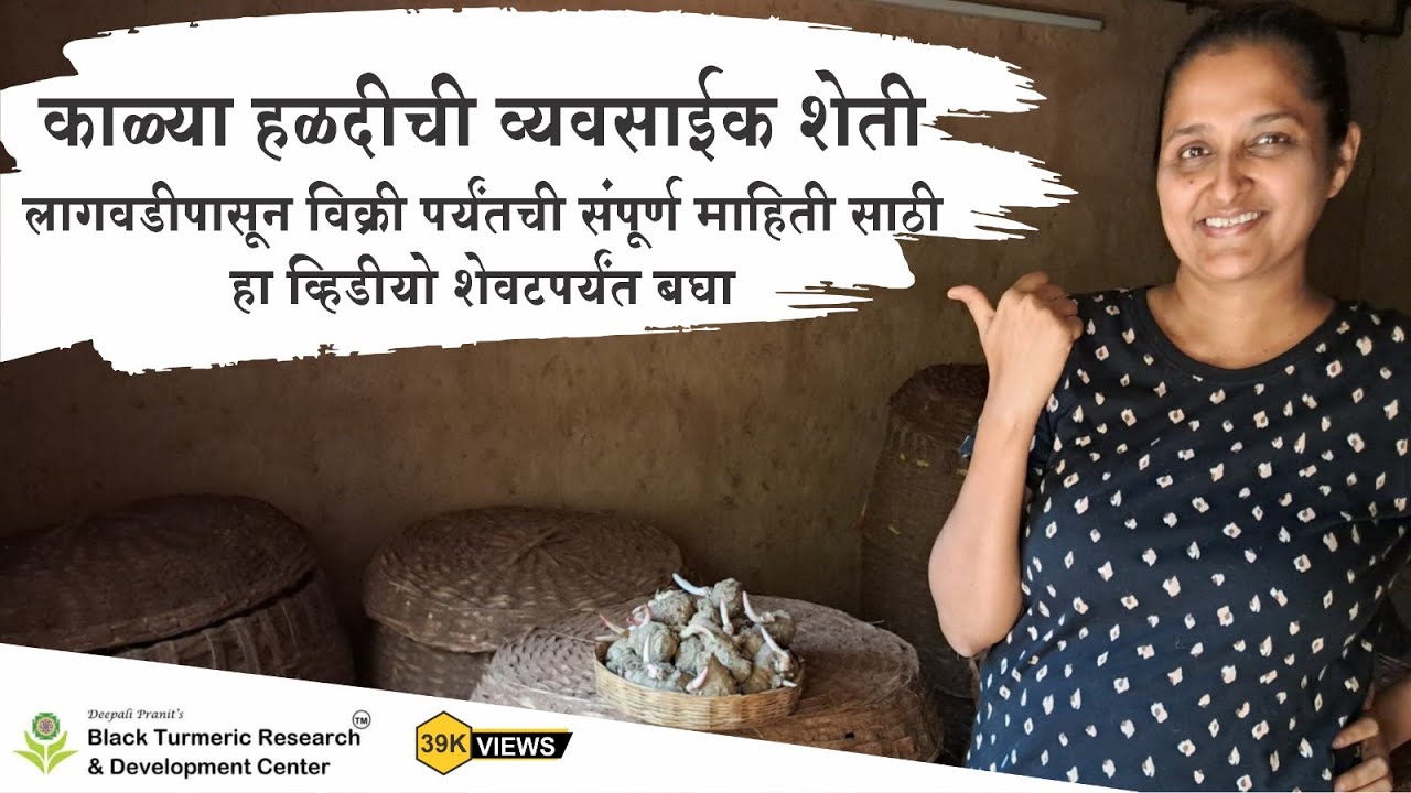 Black Turmeric Commercial Farming / काळ्या हळदीची व्यावसायिक शेती - YouTube