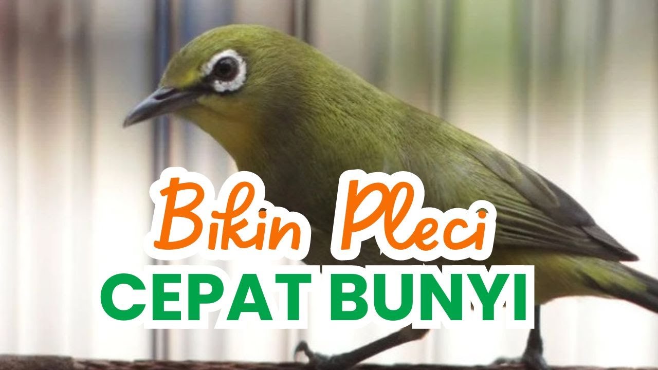 Terapi Pleci Agar Bunyi, Suara Pleci Memanggil Lawan - YouTube