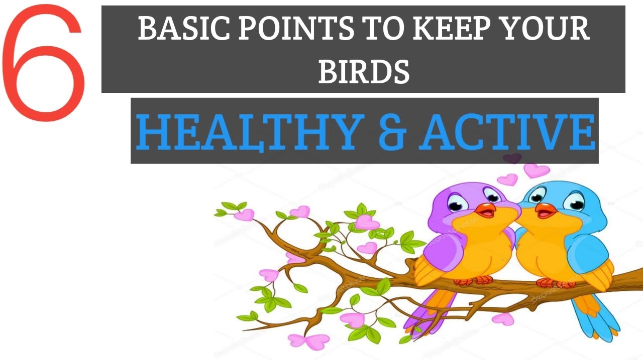 Basic Points To Keep Your Birds Healthy /Birds Proper Care/Birds Ki ...