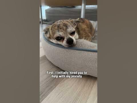 Chihuahua review 😁 #che_dog #cutedogs #chihuahua #dogjokes - YouTube