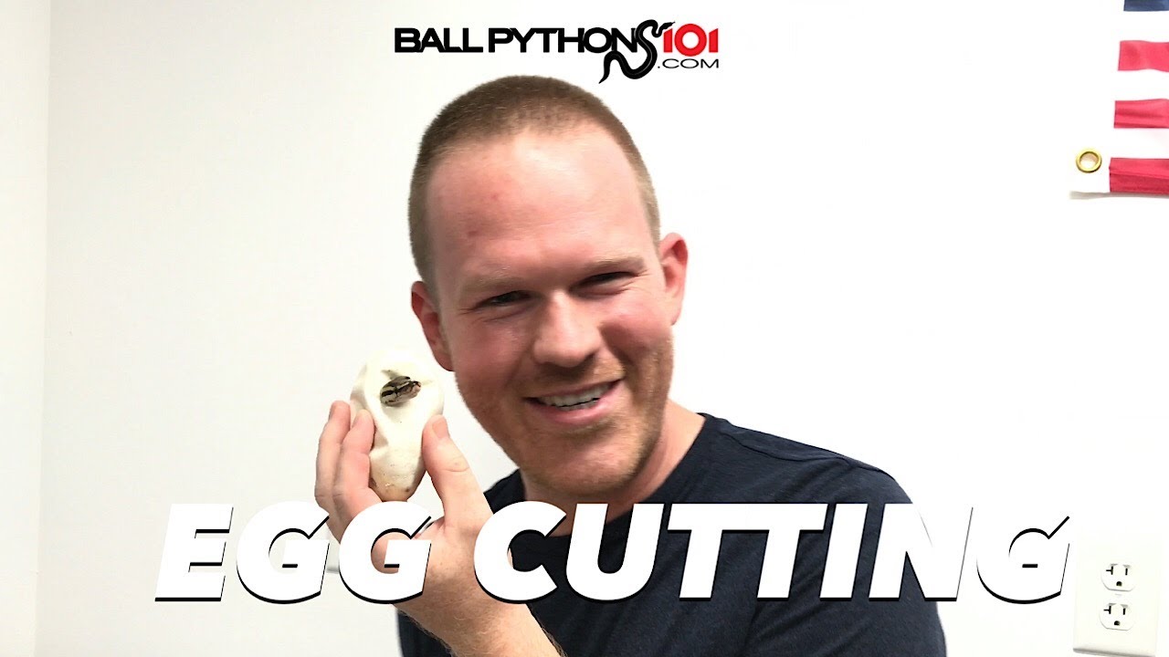 Ball Python Egg Cutting! - YouTube