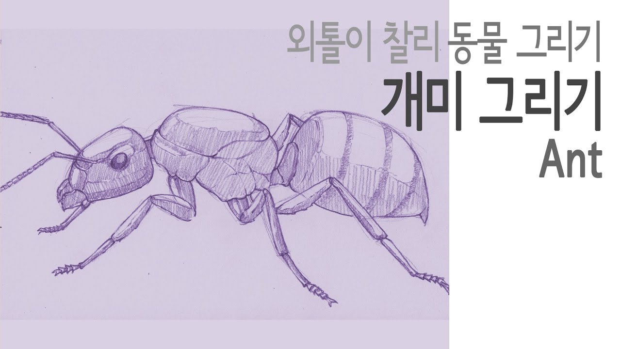[Animal Drawing(Pencil)] Insect 01 - Ant - YouTube