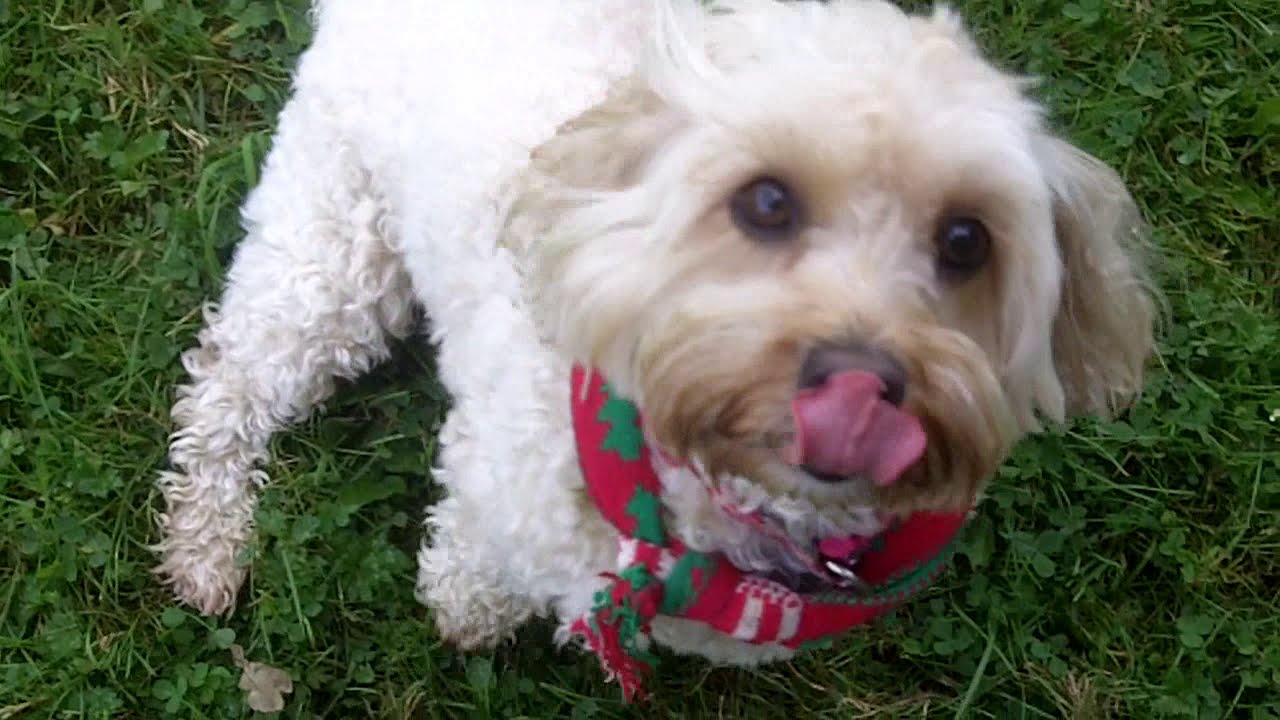Cockapoo Pippa log jumping. - YouTube