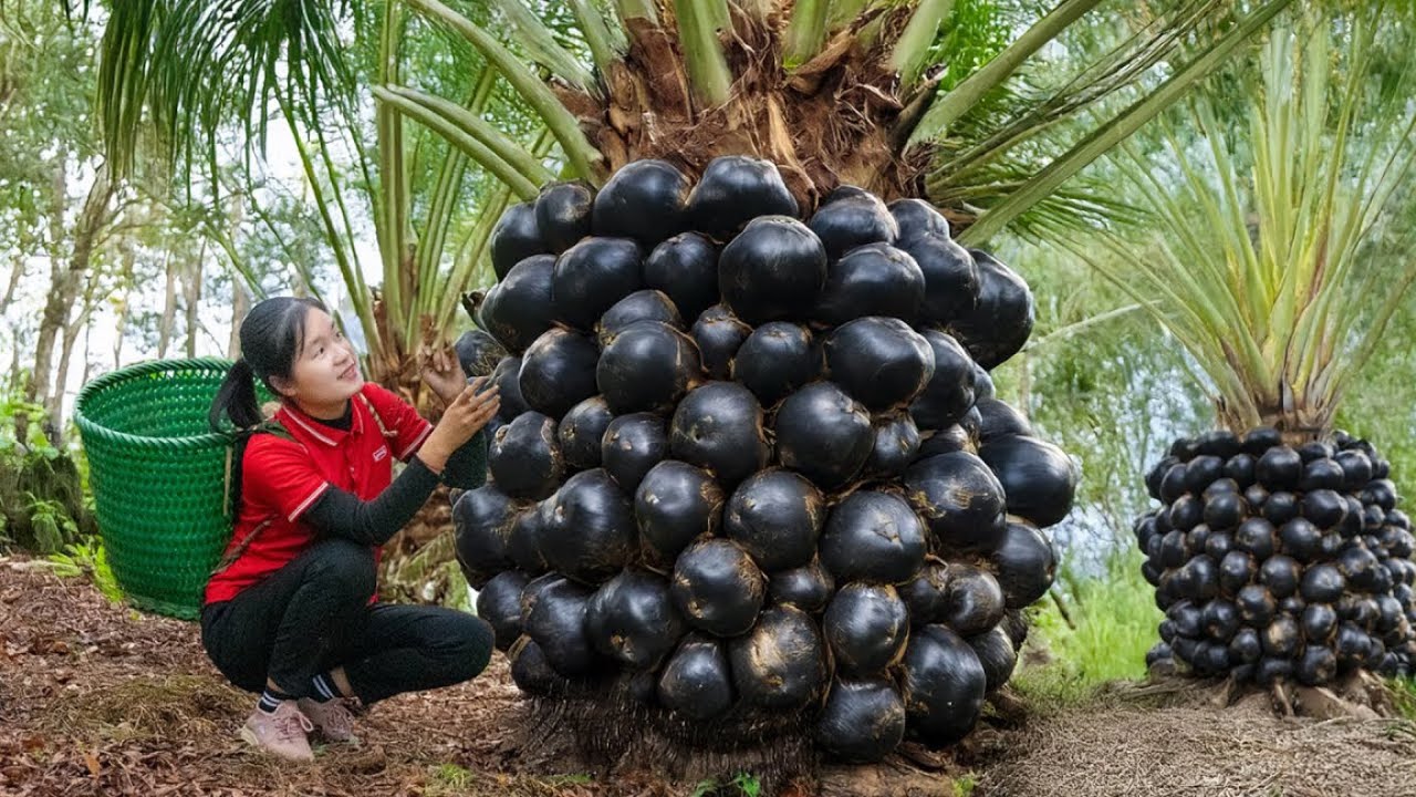 The Journey of Harvesting Black Coconuts and Goes to Market Sell | Ly ...