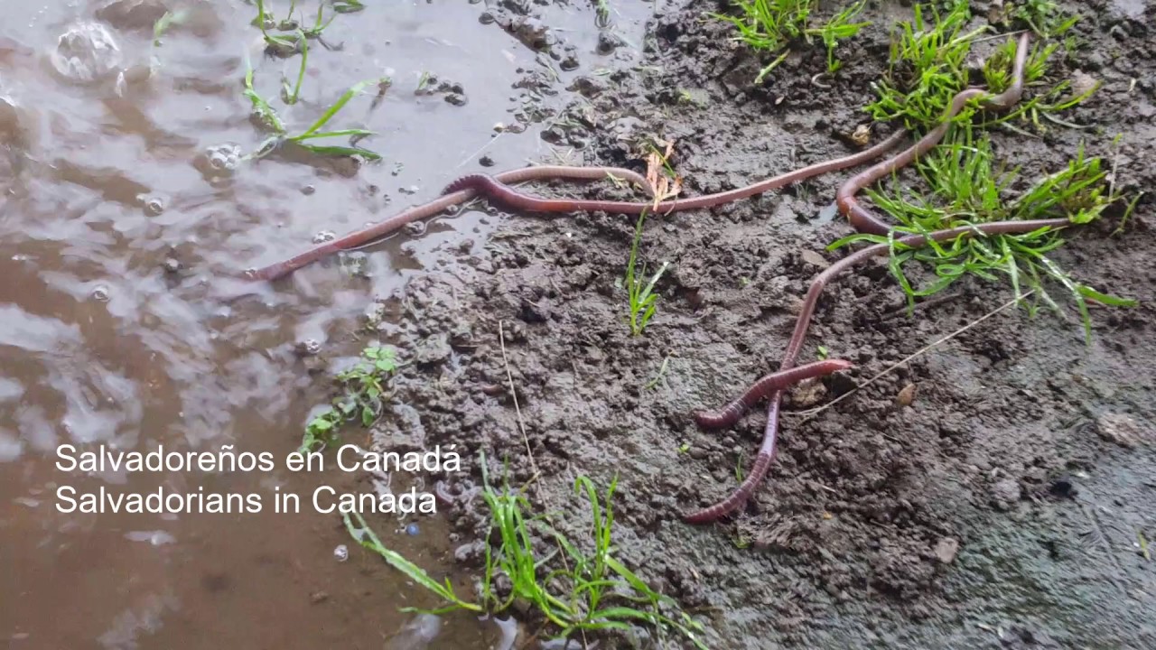 Canadian Earthworms | Lombrices Canadienses - YouTube