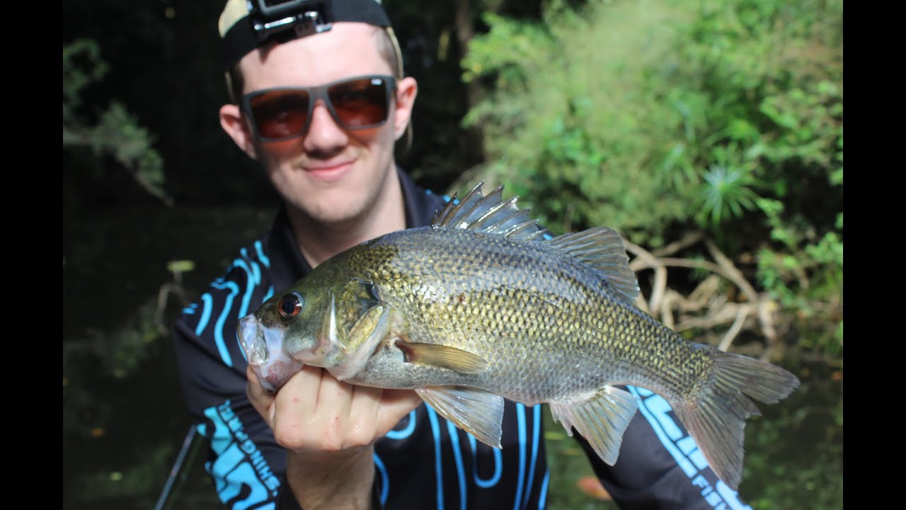 INSANE creek fishing! 20+ BASS CAUGHT!!! - YouTube