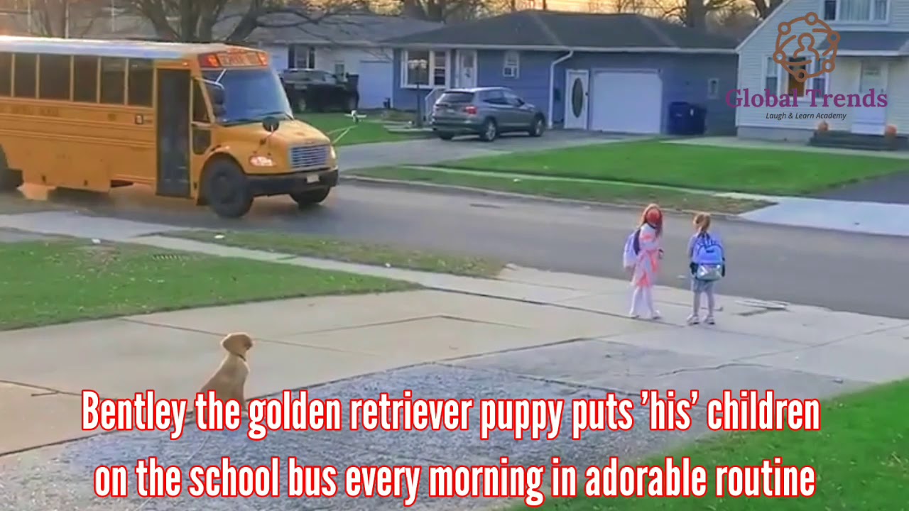 Golden Retriever Puppy Puts Children On The School Bus Every Morning ...