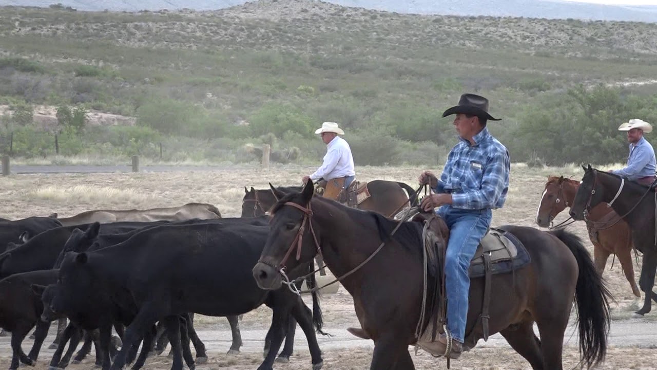 Cattle Round Up At Washington Ranch 061819 - YouTube