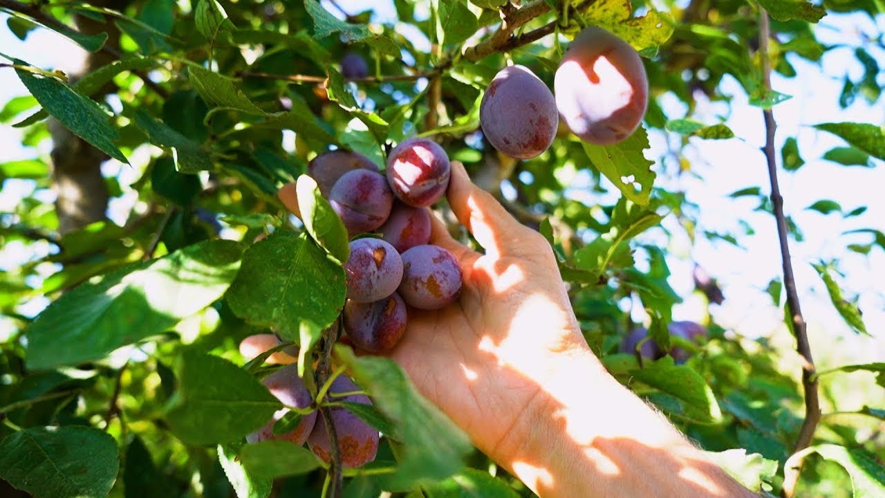 The Prune Comeback - YouTube