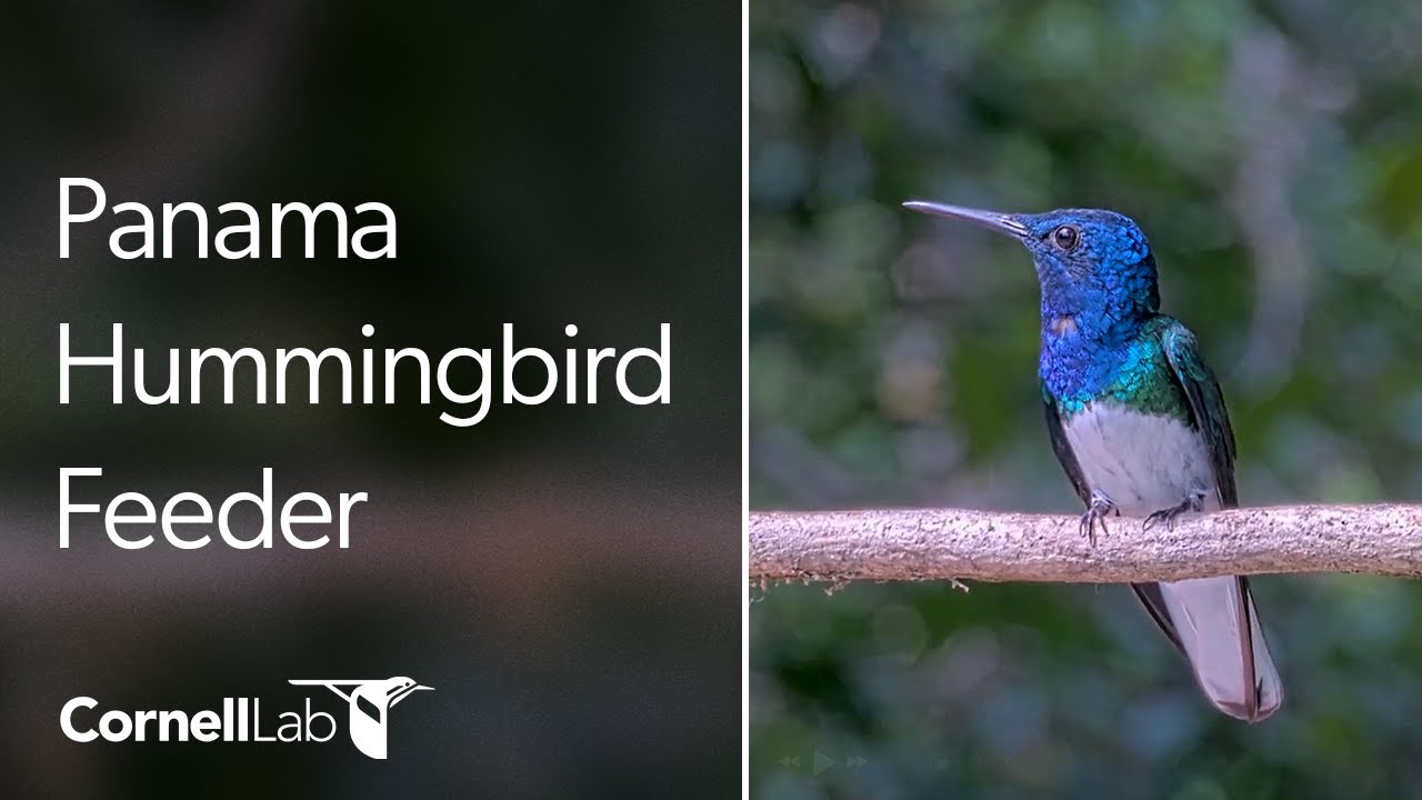 Panama Hummingbird Feeder Cam at Canopy Tower | Cornell Lab - YouTube