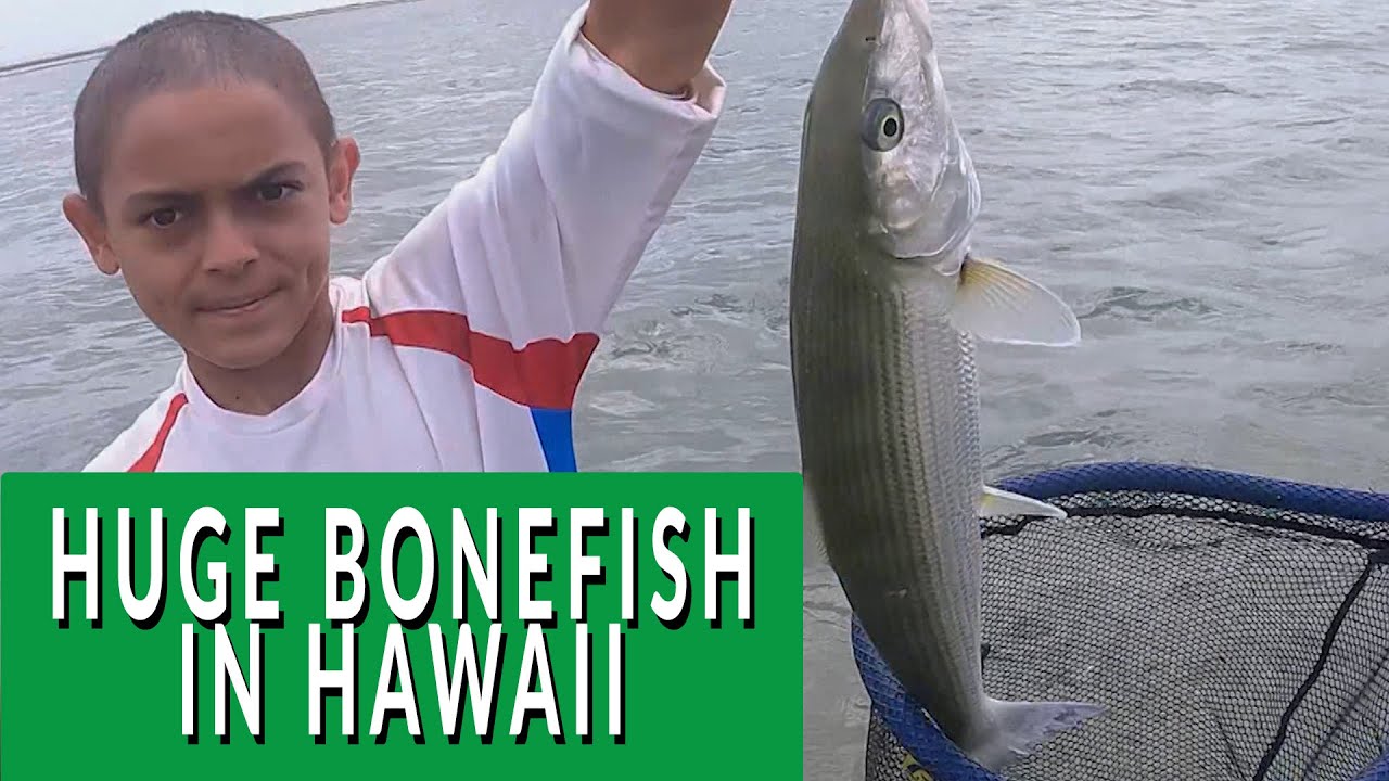 Catching HUGE Bonefish in Hawaii- How to do it the smart way! - YouTube