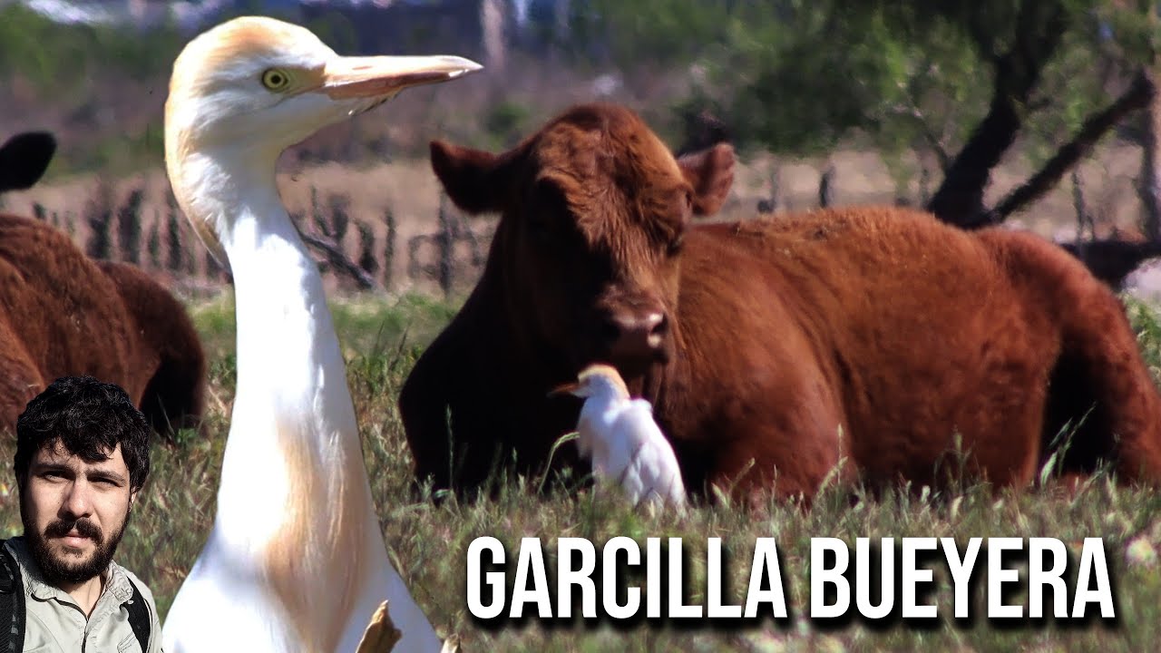 Garcilla bueyera 4K (Bubulcus ibis) Cattle Egret, Garza boyera, Garza ...
