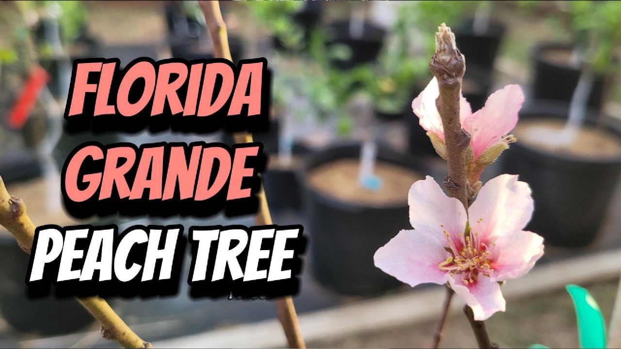 Florida Grande Peach Tree repot - Growing Citrus in Containers - YouTube
