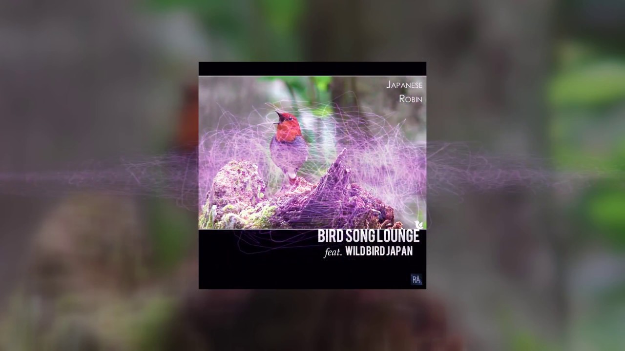 Music | Bird Song Lounge Feat. Wild Bird Japan - Japanese Robin ...