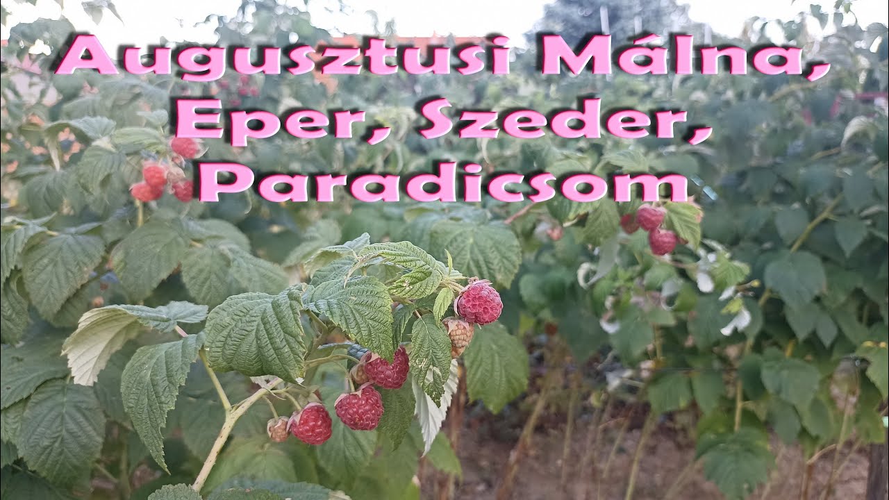 Augusztusi Málna, Eper, Szeder, Paradicsom - 2024 08 06 - YouTube