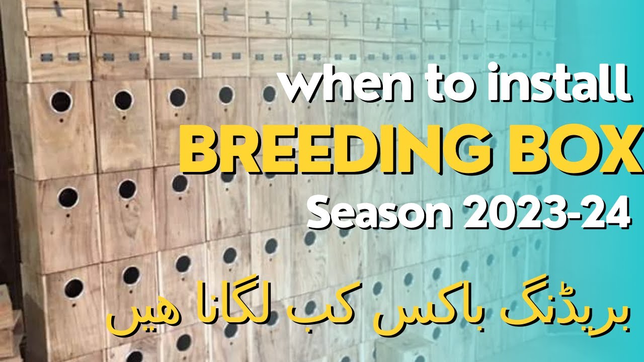 When to Install a Breeding Box for Love Birds - YouTube