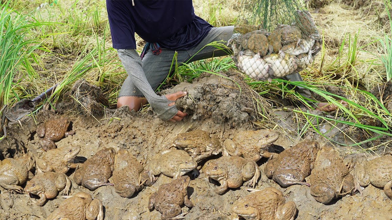 Unbelievable Fishing Frog Very Easy - Fisher Catching A lot Big Frogs ...