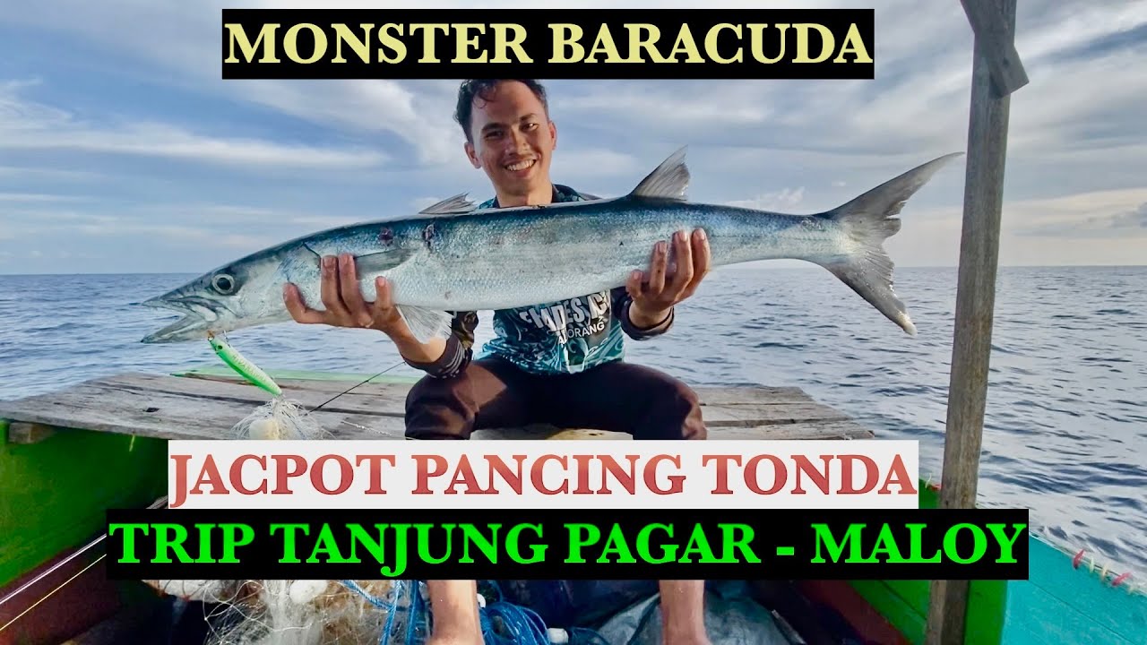PANCING TONDA TROLLING || JACPOT IKAN PREDATOR || CASUAL FISHING - YouTube