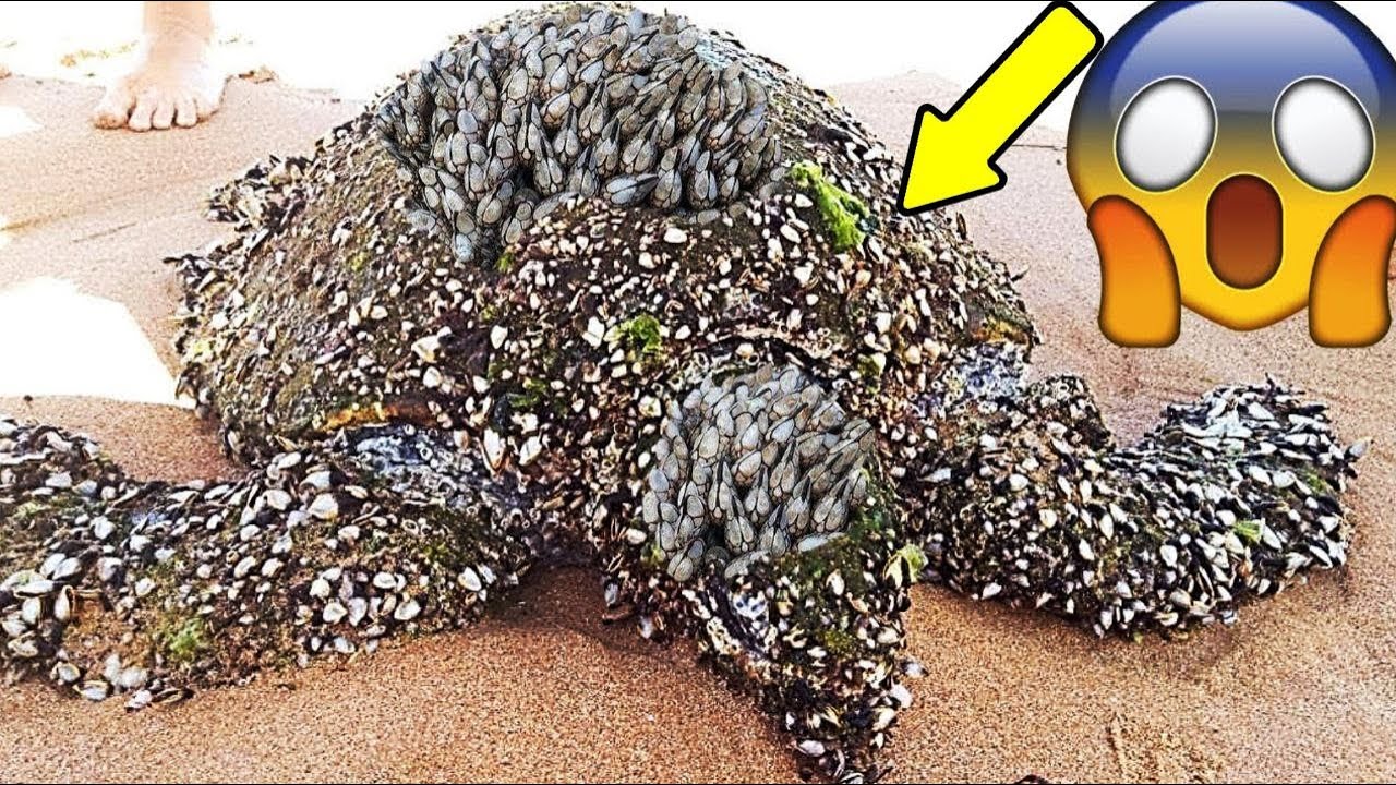 Rescue Sea Turtles, Removing Barnacles from Poor massive Sea Turtles # ...