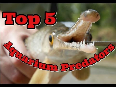 Top 5 Aquarium Predators - Freshwater - YouTube