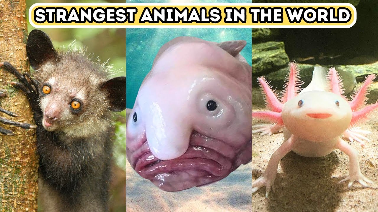 Nature's Top 6 Oddities: Weird and Strangest Animals in the World - YouTube