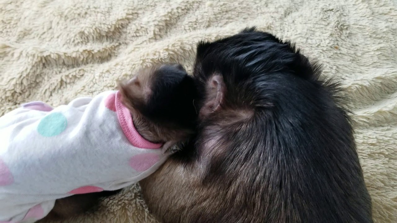 Monkeys Playing on Porch - YouTube