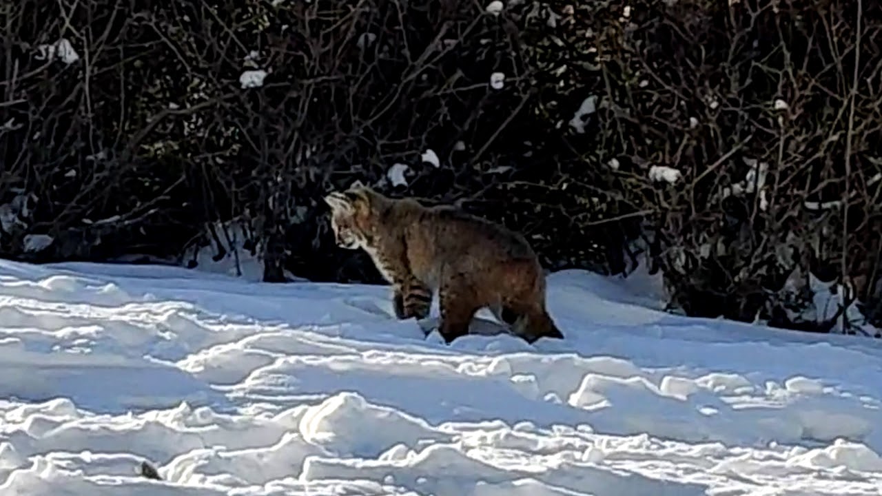 Wild bobcats hunting in the backyard - YouTube