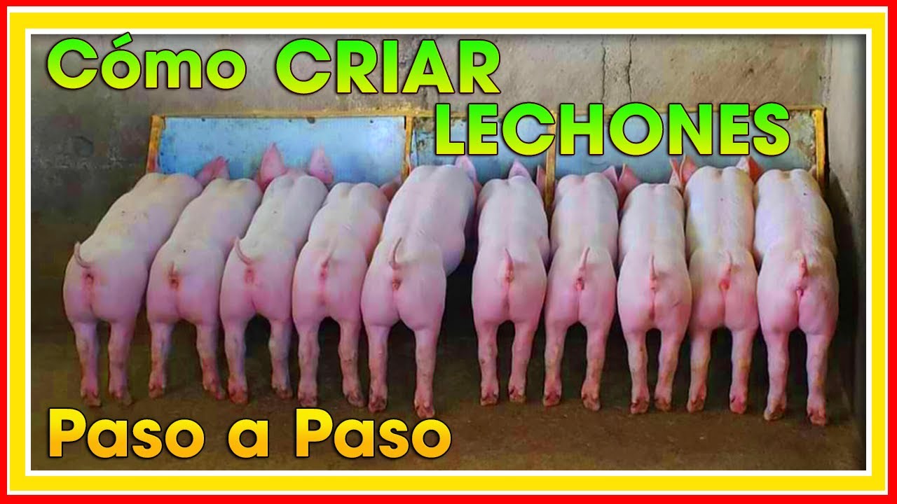 CÓMO criar LECHONES hasta el DESTETE ǀ Ing. Jannin Hernández Blandón ...