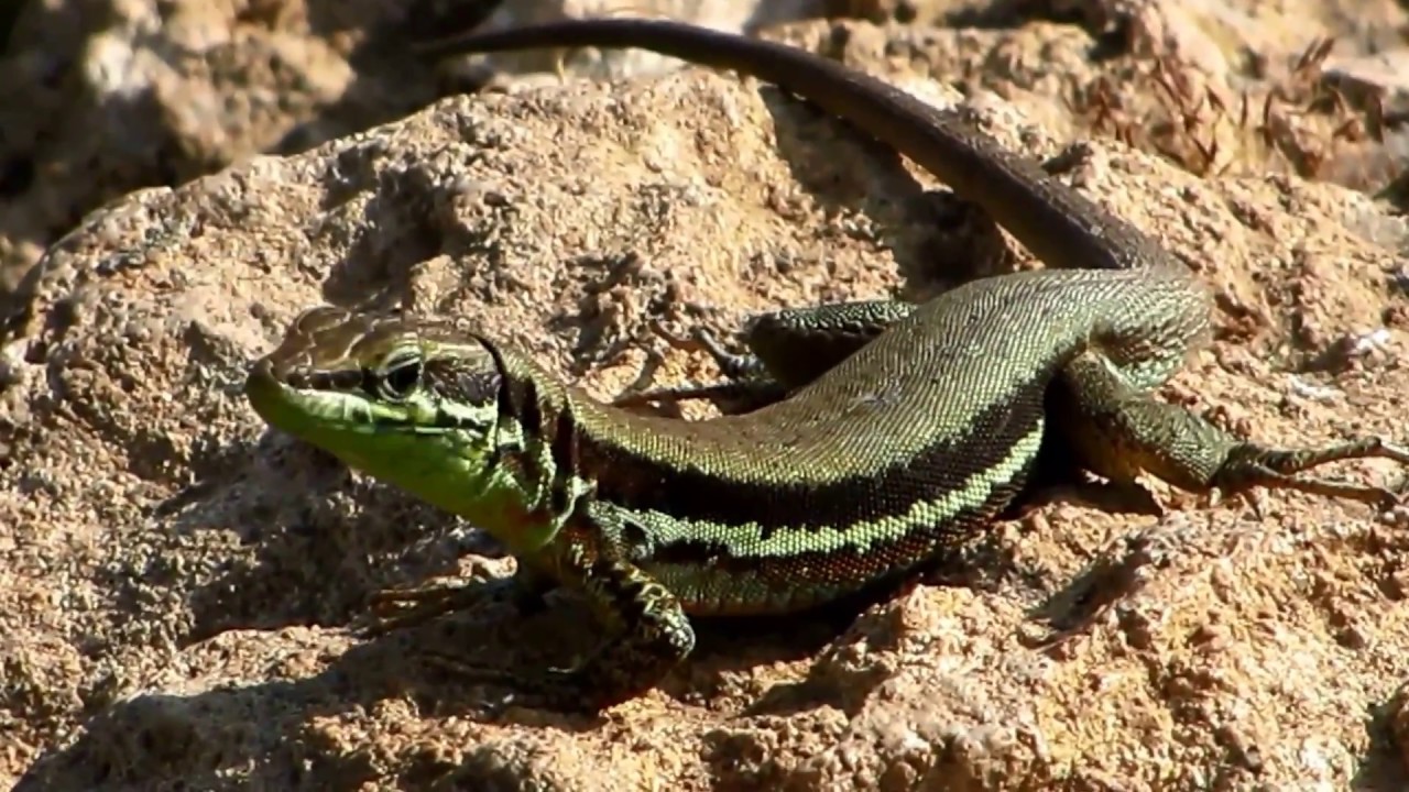 Troodos Lizard - (Phoenicolacerta troodica) Σαύρα του Τροόδους ...