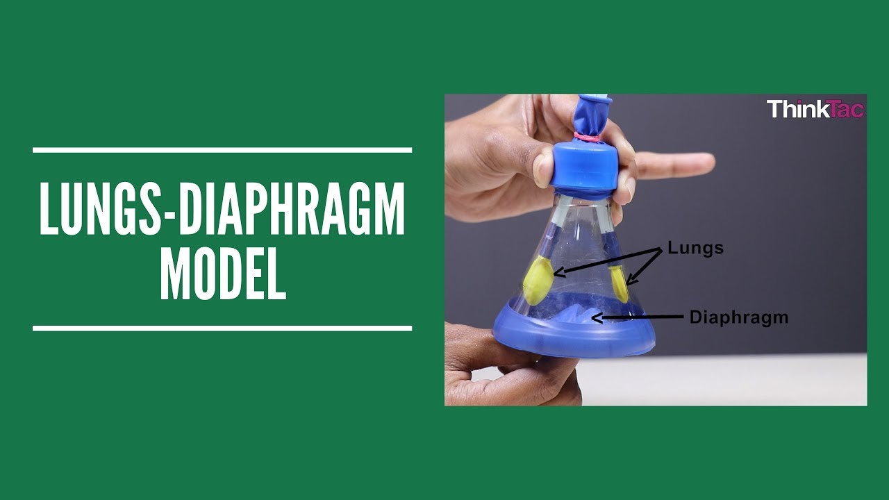 Lungs - Diaphragm Model | ThinkTac - YouTube