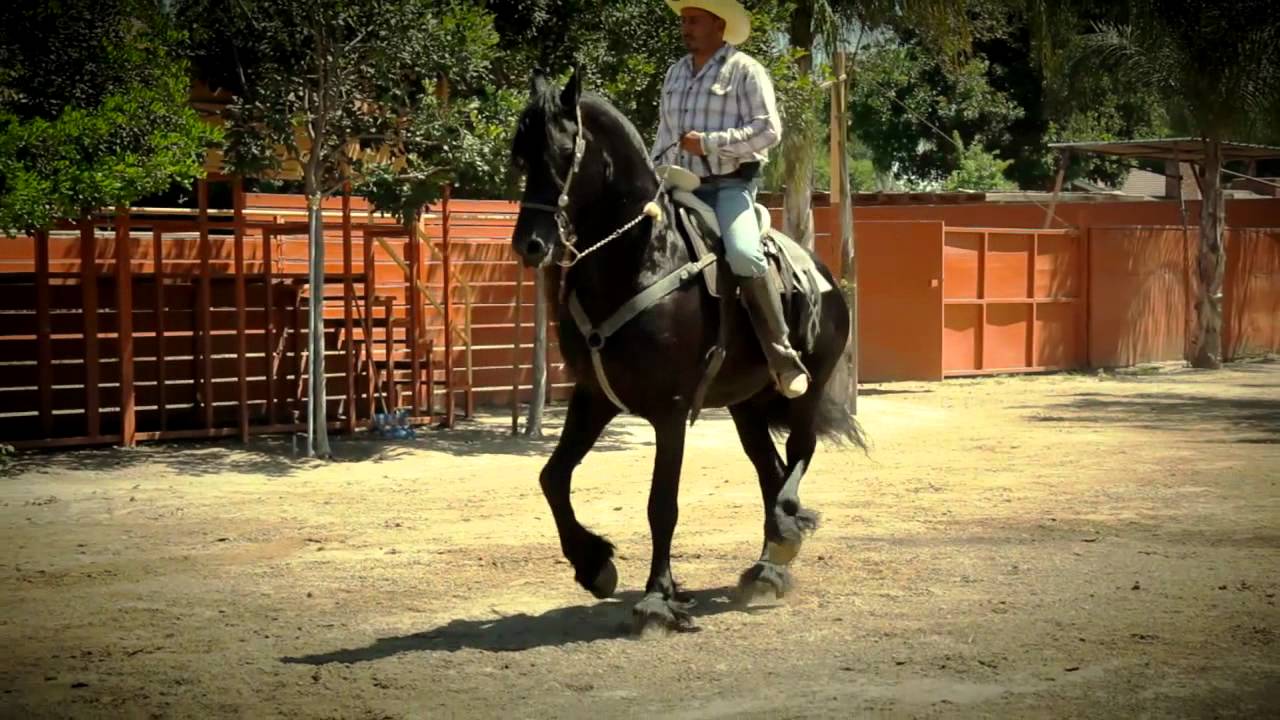 El Capricho(Caballos Bailadores) - YouTube